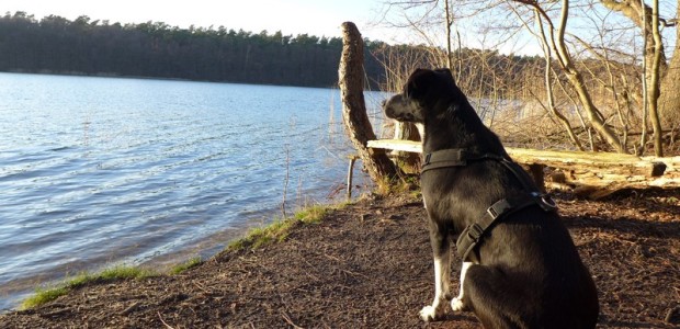 Ausflug Mit Hund Brandenburg